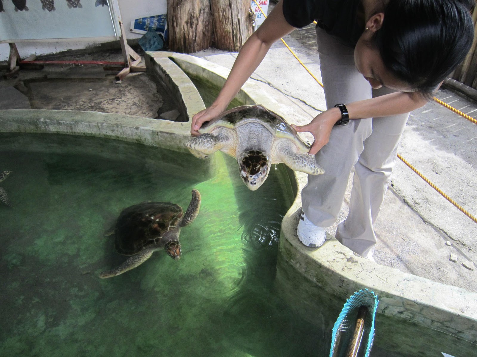 About Anything and Everything: Bataan: Pawikan Conservation Center!