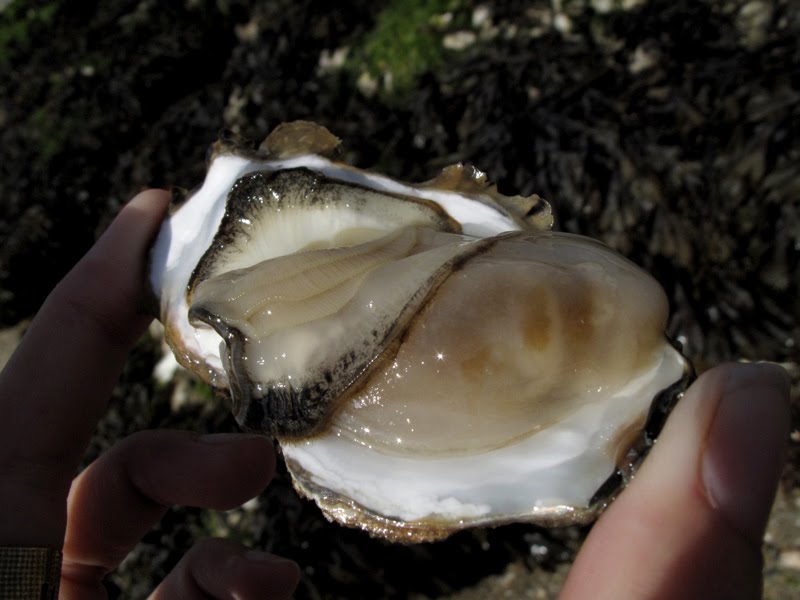 melopapilles: Huîtres à même les rochers