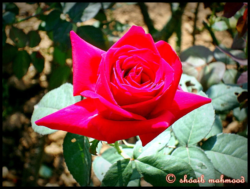 Ghurnayoman Ghora-Fera:::...: mission Golap-Gram