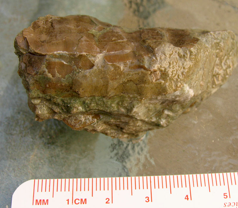 Louisville Fossils and Beyond: Waldron Shale Fossils