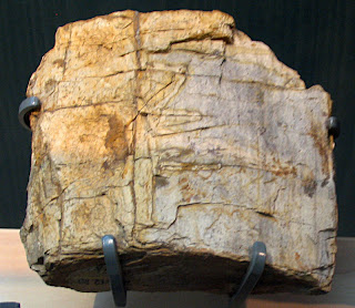 Louisville Fossils and Beyond: Jan 11, 2010