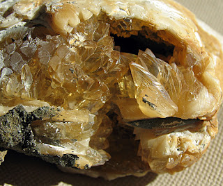 Louisville Fossils and Beyond: Giant Venus Clam Fossil