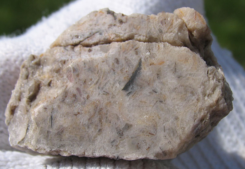 Louisville Fossils and Beyond: Kentucky Marble