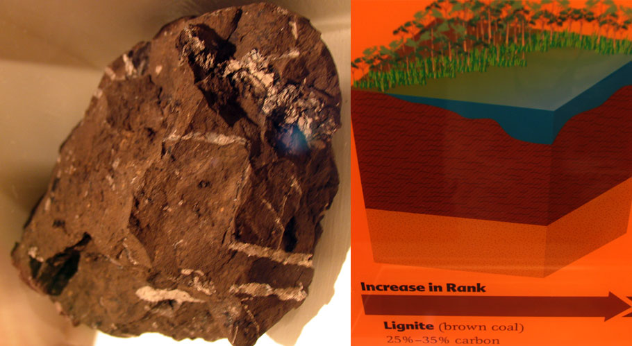 Louisville Fossils and Beyond: Coal Display - Louisville Science Center