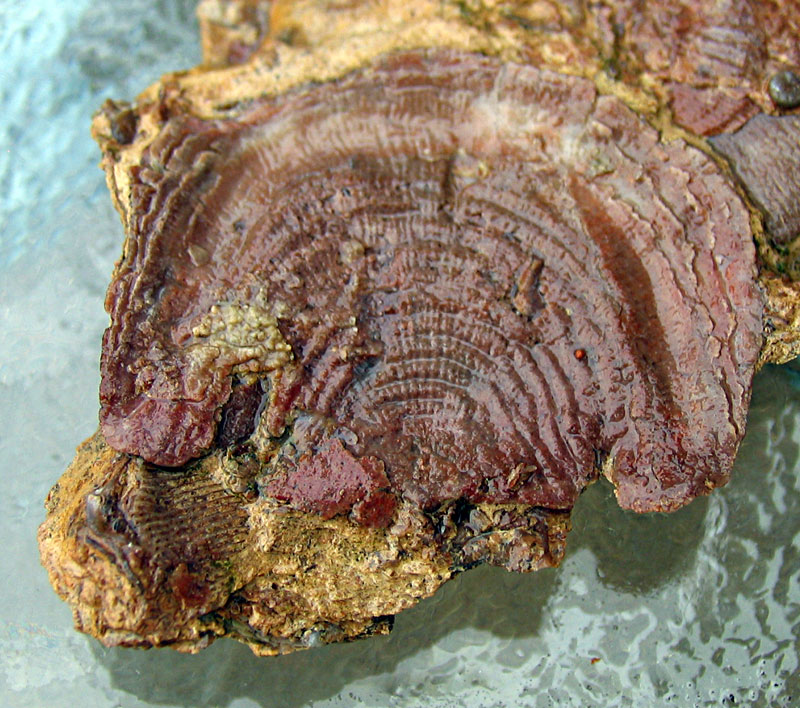 Louisville Fossils and Beyond: Devonian Leptaena