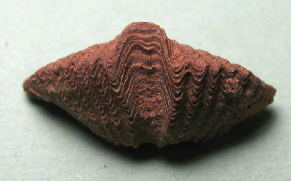 Louisville Fossils and Beyond: Mucrospirifer mucronatus Brachiopod