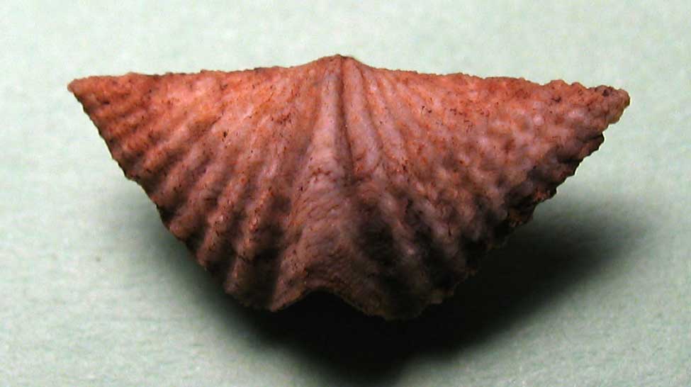 Louisville Fossils and Beyond: Mucrospirifer mucronatus Brachiopod