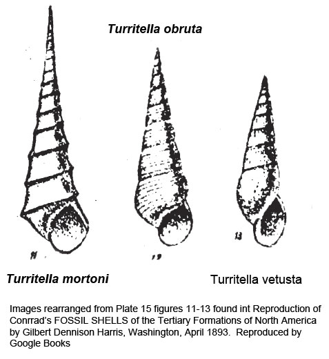 Louisville Fossils and Beyond: Turritella Gastropod of Alabama