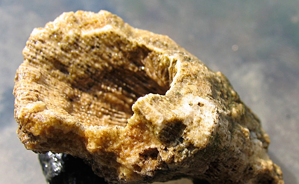 Louisville Fossils and Beyond: Devonian Heliophyllum Horn Coral