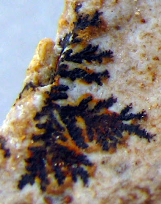 Louisville Fossils and Beyond: A Pseudofossil Called Dendrites