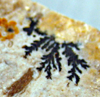 Louisville Fossils and Beyond: A Pseudofossil Called Dendrites