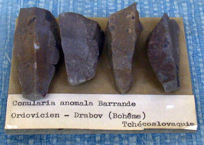 Louisville Fossils and Beyond: French Conularia pyramidata