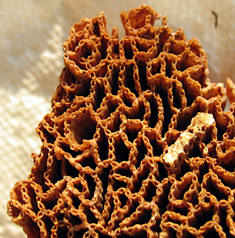 Louisville Fossils and Beyond: Halysites louisvillensis Coral