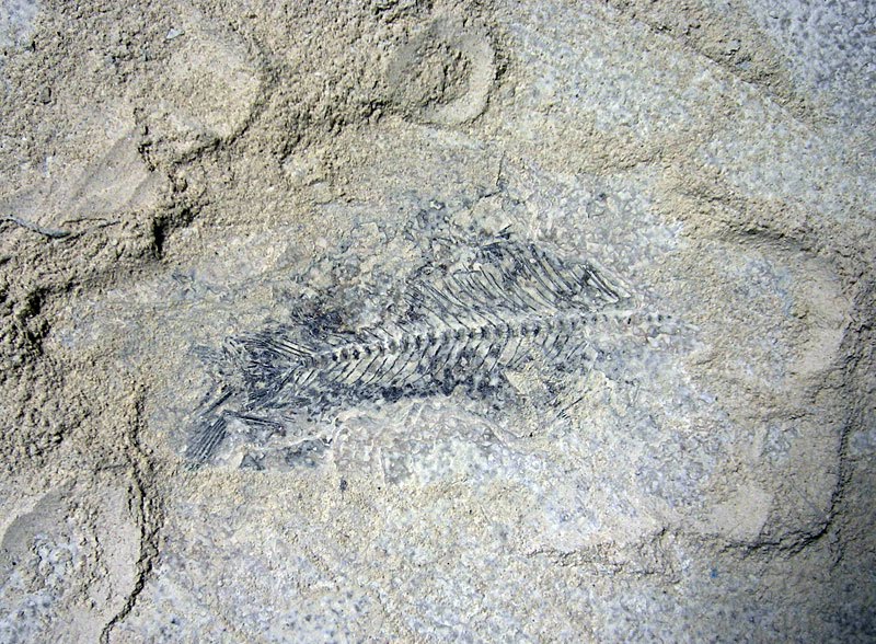 Louisville Fossils and Beyond: Green River Fossil Fish