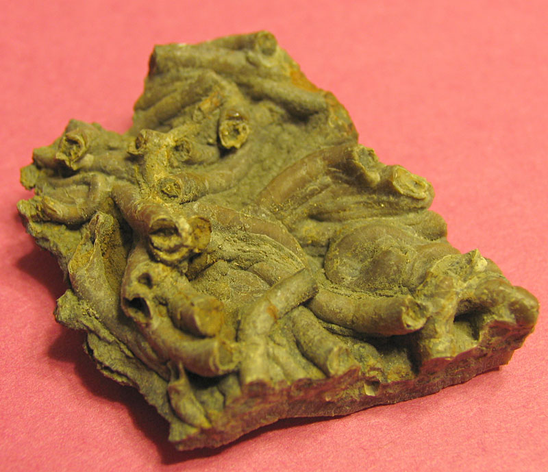 Arizona flat worm fossils - maioequi