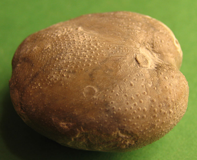 Louisville Fossils and Beyond: Hemiaster whitei Fossil