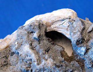 Louisville Fossils and Beyond: Mercenaria permagna Clam Fossil