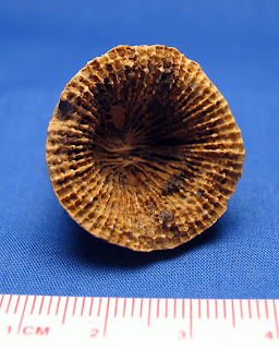Louisville Fossils and Beyond: Indiana Horn Coral - Heliophyllum