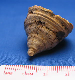 Louisville Fossils and Beyond: Indiana Horn Coral - Heliophyllum