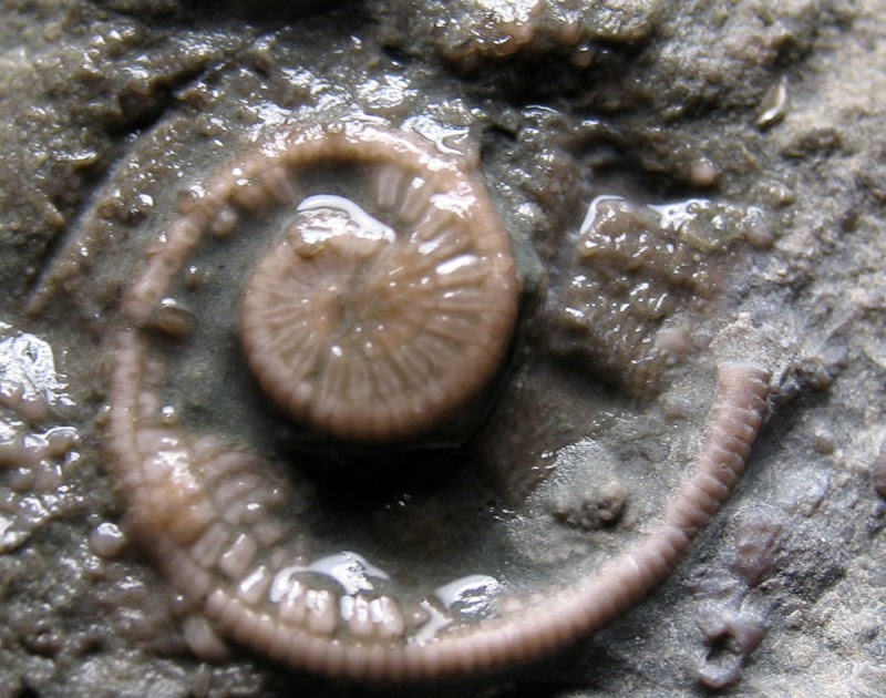 Louisville Fossils and Beyond: Silurian Myelodactylus Crinoid Prepped