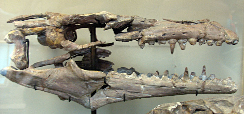 Louisville Fossils and Beyond: Mosasaur Fossils