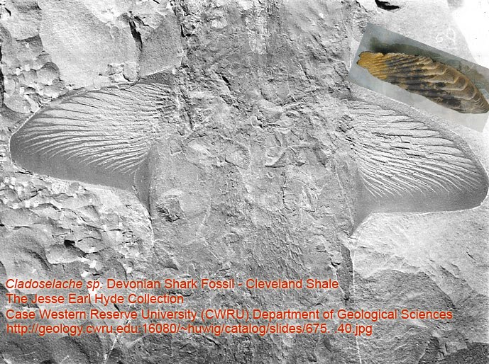 Louisville Fossils and Beyond: Cladoselache Shark Fossil