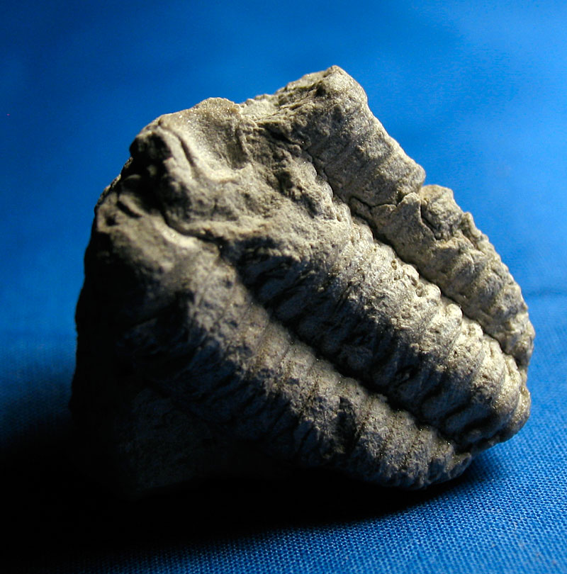 Louisville Fossils and Beyond: Calymene Trilobite of Laurel Dolomite