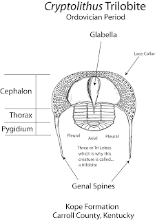 Louisville Fossils and Beyond: Cryptolithus Glabella