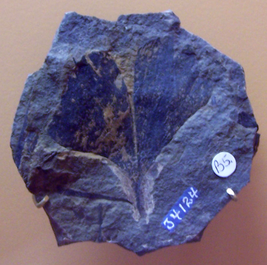 Louisville Fossils and Beyond: Ginkgo biloba Fossil