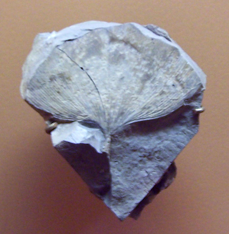 Louisville Fossils and Beyond: Ginkgo biloba Fossil