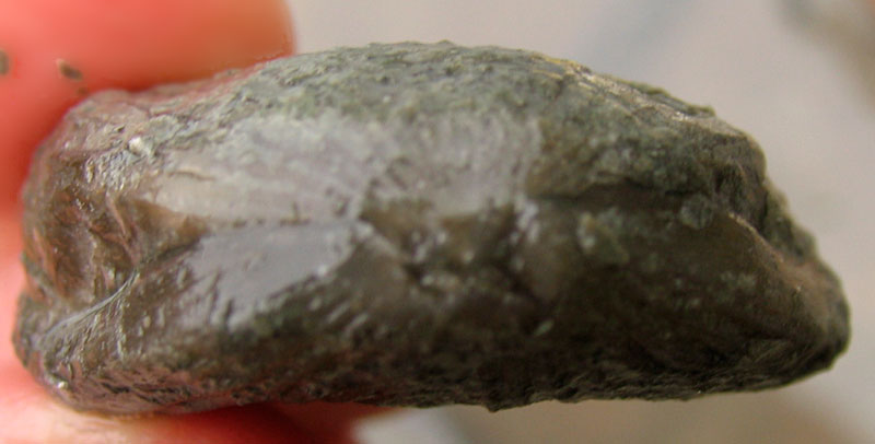 Louisville Fossils and Beyond: 09/01/2010 - 10/01/2010