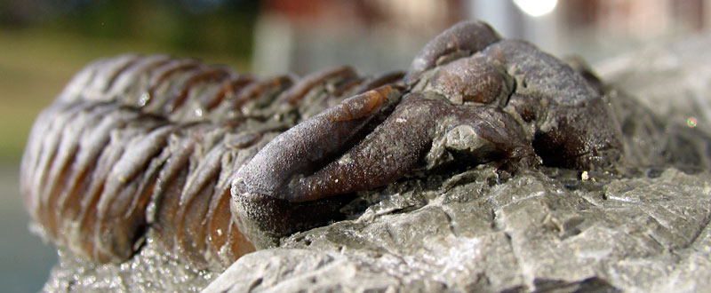 Louisville Fossils and Beyond: 09/01/2010 - 10/01/2010