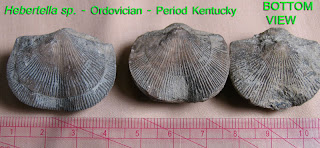 Louisville Fossils and Beyond: Ordovician Hebertella