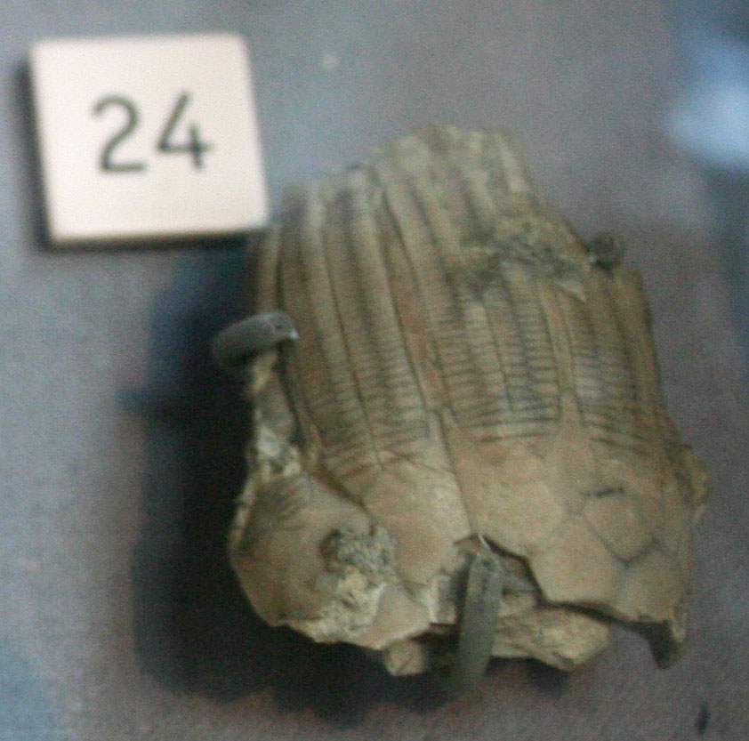 Louisville Fossils and Beyond: Waldron Shale Fossils Displayed at ISM