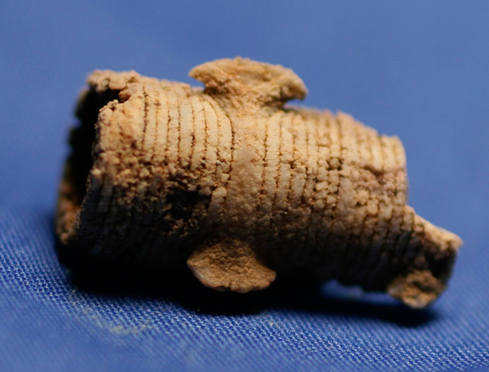 Louisville Fossils and Beyond: Dolatocrinus Crinoid Stem Piece