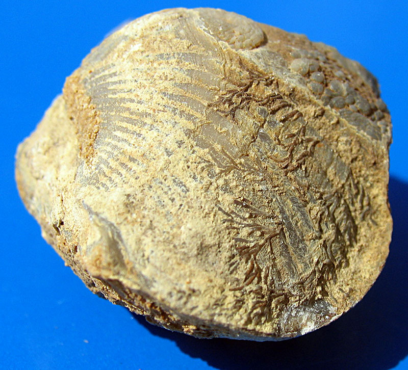 Louisville Fossils and Beyond: Scientific American on Bryozoans