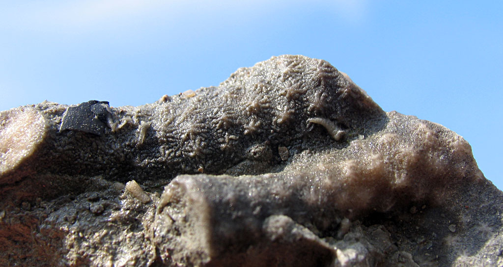 Louisville Fossils and Beyond: Scientific American on Bryozoans