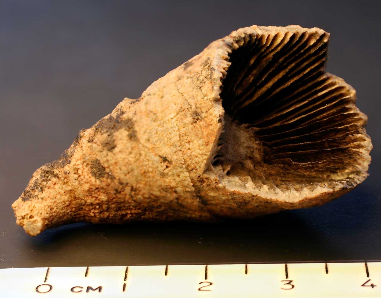 Louisville Fossils and Beyond: Horn Coral Image Processed with Helicon