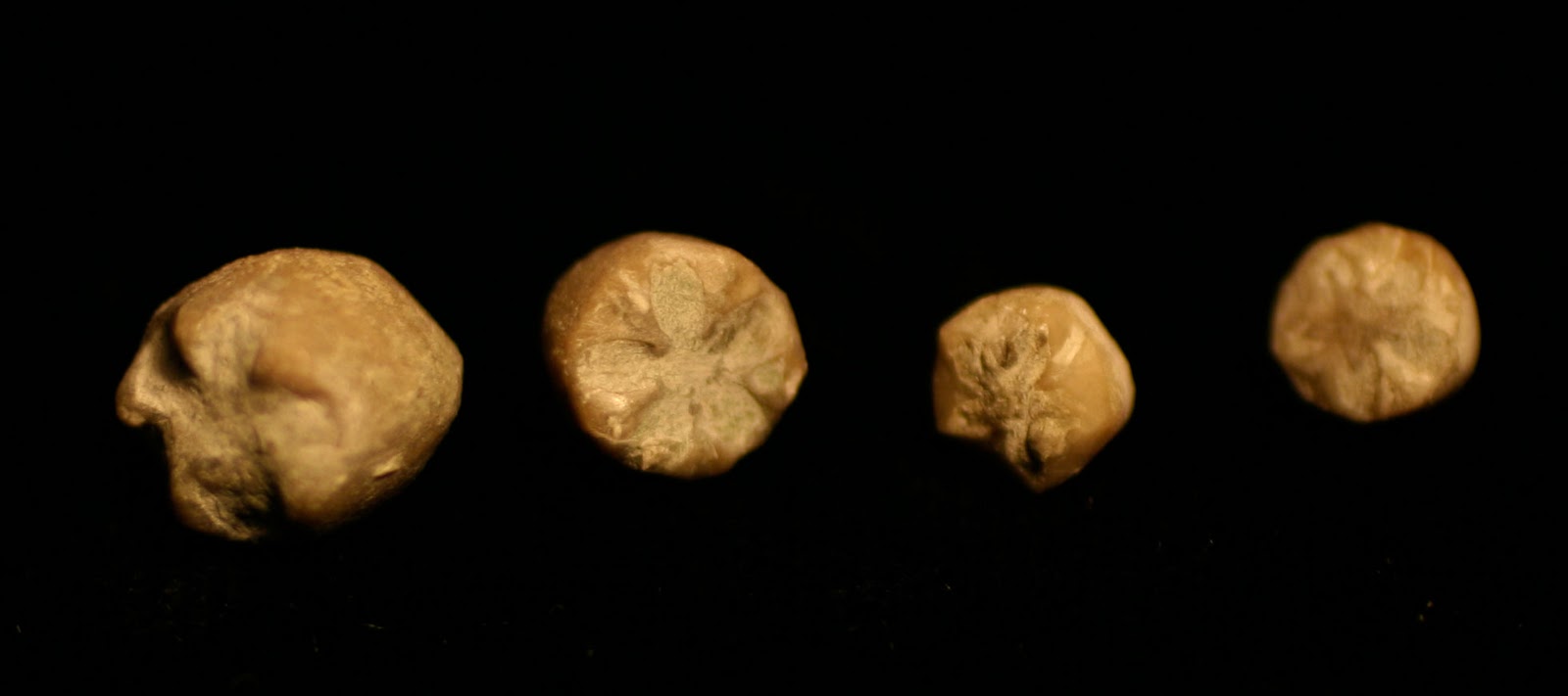 Louisville Fossils and Beyond: Pea Sized Waldron Shale Fossil