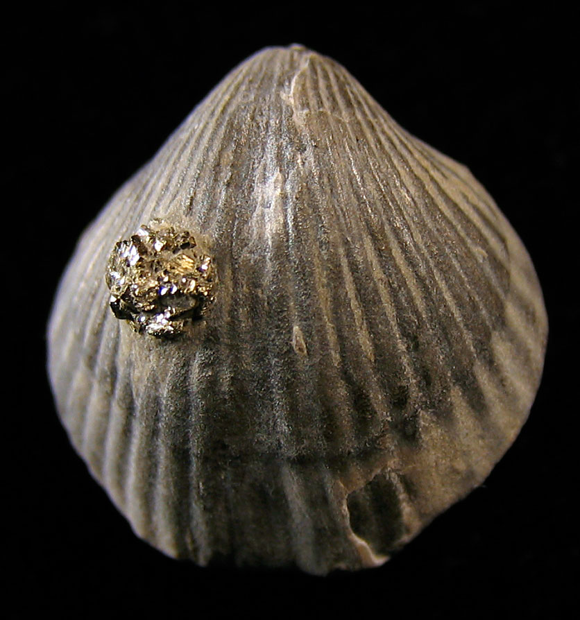 Louisville Fossils and Beyond: Brachiopods and Pyrite Crystals