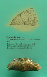 Louisville Fossils and Beyond: 01/01/2011 - 02/01/2011