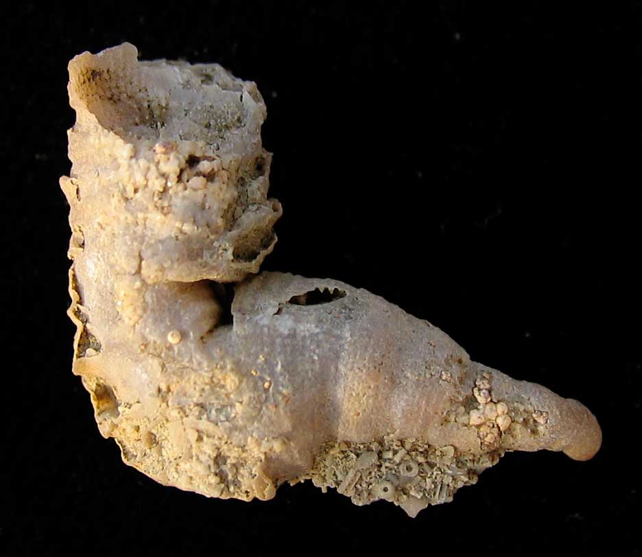 Louisville Fossils and Beyond: L Shaped Heliophyllum Horn Coral