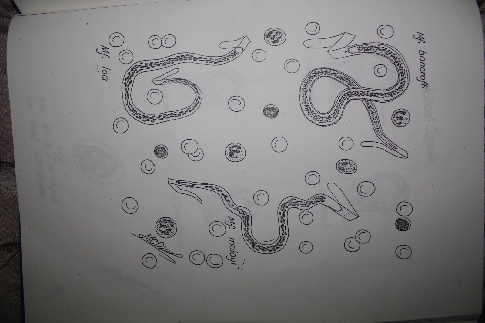 MD Files: Medically Important Parasites [Sketch by Dr. Macario Diaz]
