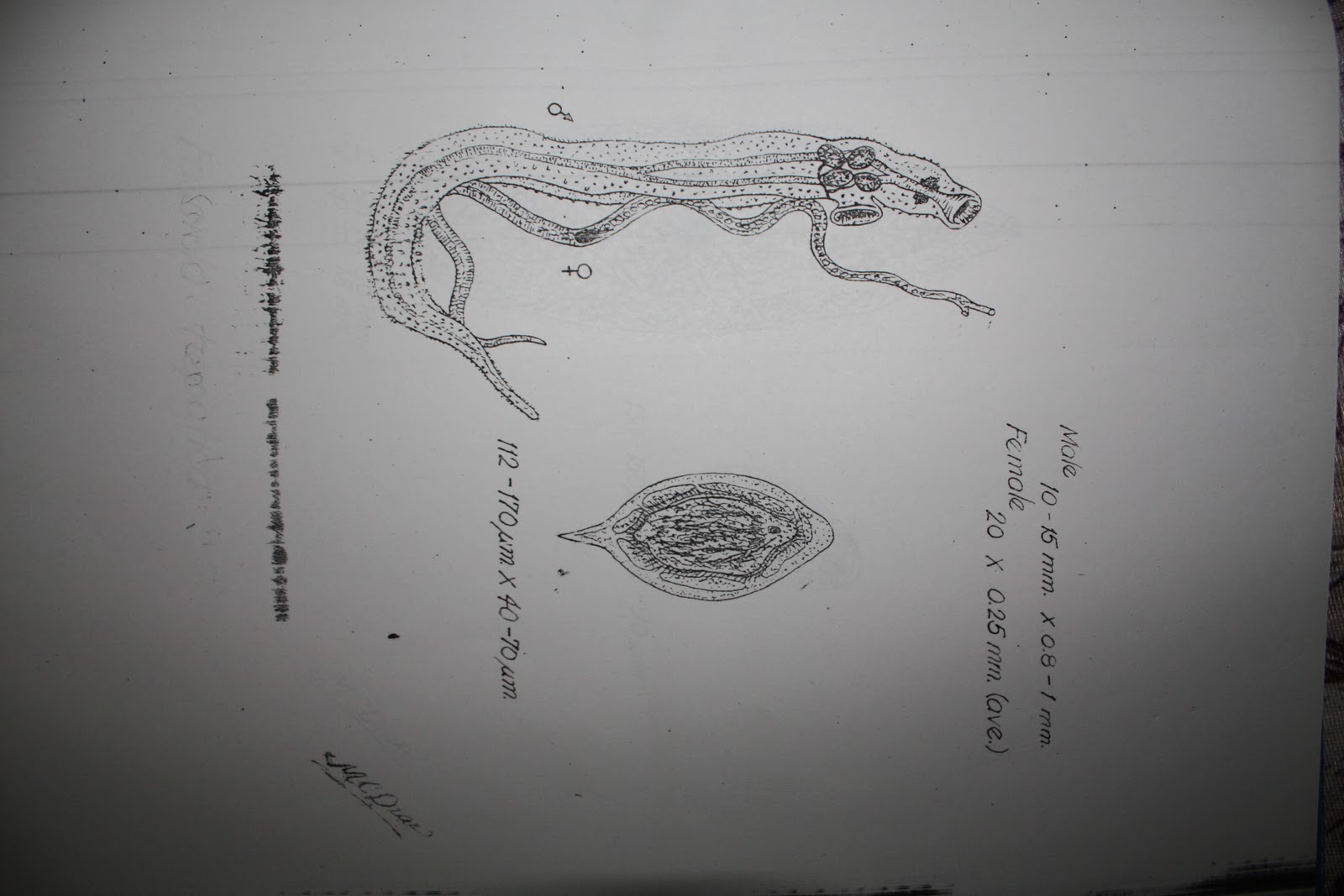 MD Files: Medically Important Parasites [Sketch by Dr. Macario Diaz]