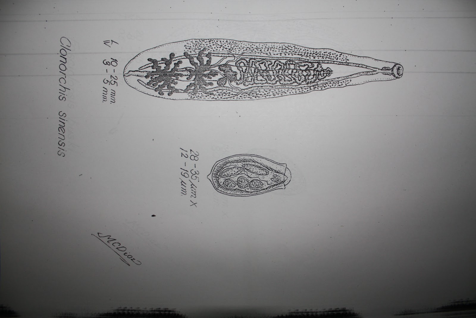 MD Files: Medically Important Parasites [Sketch by Dr. Macario Diaz]