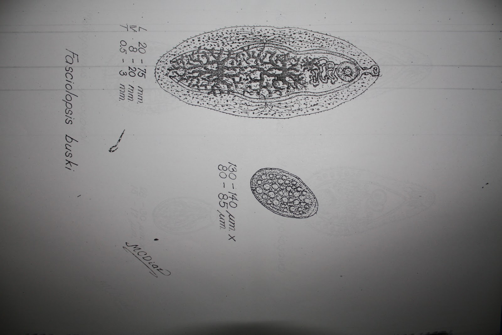 MD Files: Medically Important Parasites [Sketch by Dr. Macario Diaz]