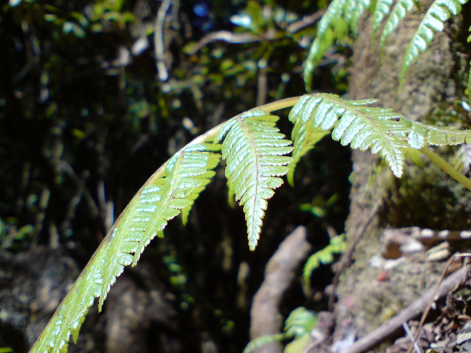 Meet Costa Rica!!!!!!: Fern Closeup at Poas Volcano