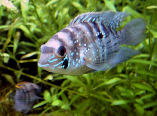 Acuarios Spetyone: Acara azul