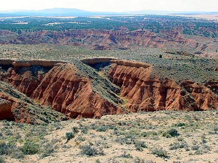 planeta-verde: matorrales
