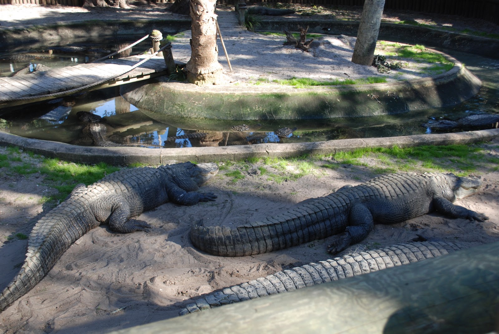 Ramblings of a Wife and Mother: Alligator Farm
